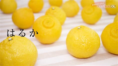 【はるか】美味しい30秒！愛媛のみかん専門店・みかんのことなら「のま果樹園」 Youtube
