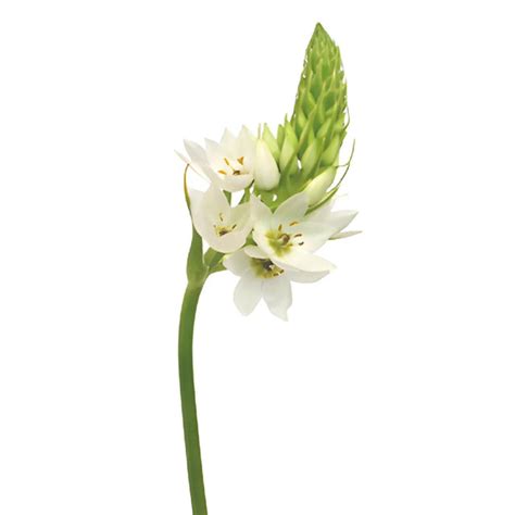 Buy Wholesale White Star Of Bethlehem Flowers In Bulk Fiftyflowers