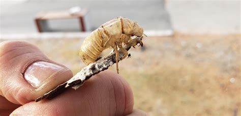 I Found A Intact Insect Exoskeleton R Mildlyinteresting