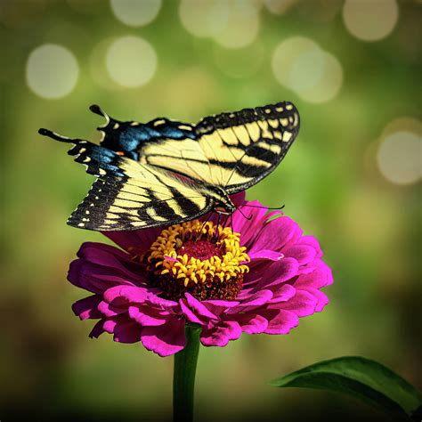 Yellow Swallowtail On Hot Pink Zinnia I Photograph By Lily Malor Fine