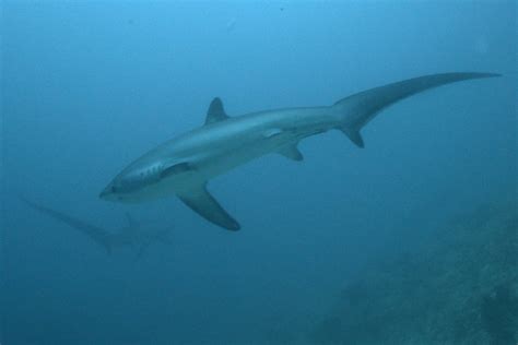 Thresher Shark Facts Habitat And Behavior American Oceans