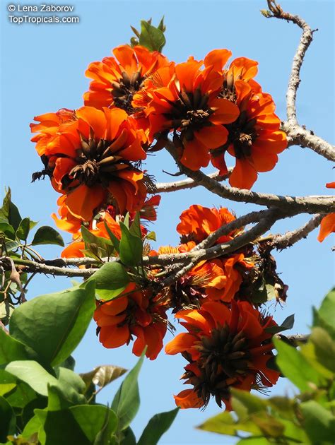 Cora Rare Plant Nursery Top Tropicals