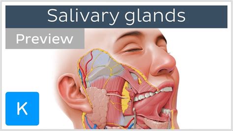 Salivary Glands Function