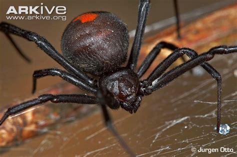 Explore The Fascinating Face Of The Black Widow Spider