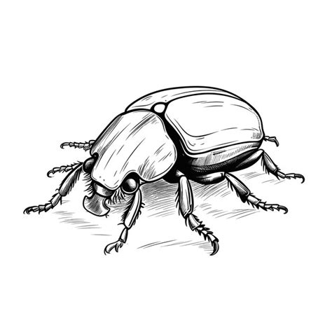 Dung Beetle Cartoon Outline