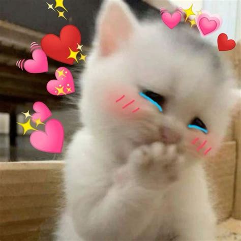 Blushing Cat Face Meme