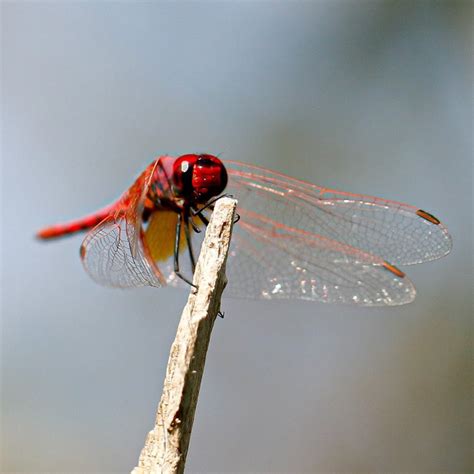 Huda Abdullah Youtube