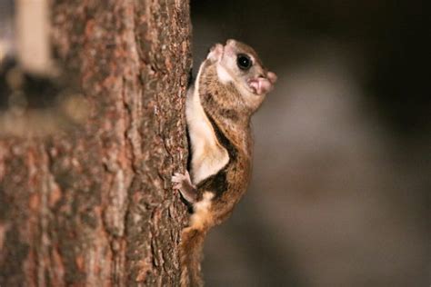 11 Different Types Of Squirrels