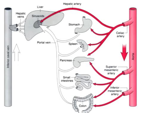 Gi Bleeding Flashcards Quizlet