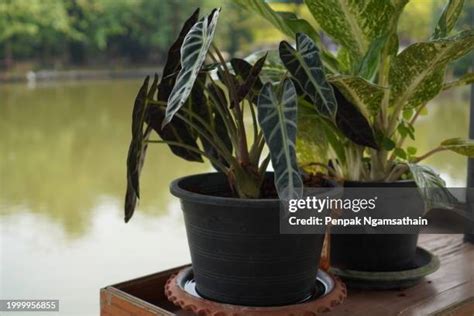 Hassk Photos And Premium High Res Pictures Getty Images