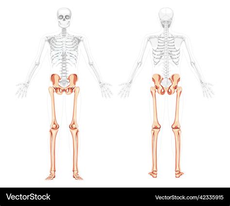 Skeleton Diagram Front And Back