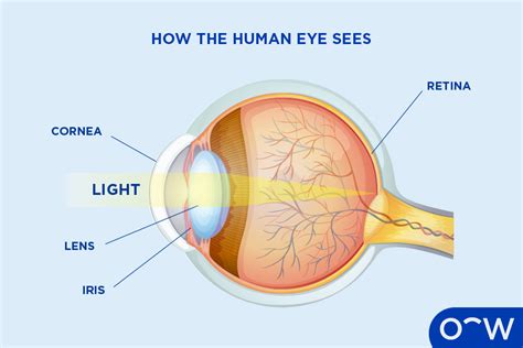Cornea Eye Diagram