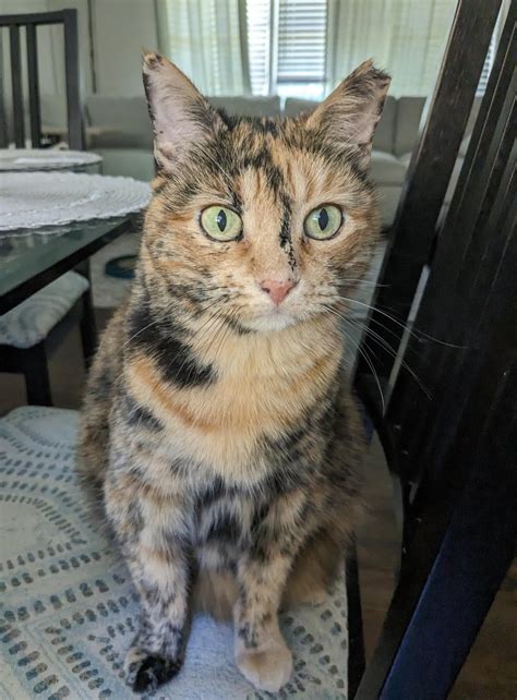I Just Love Her Inquisitive Face R Torties