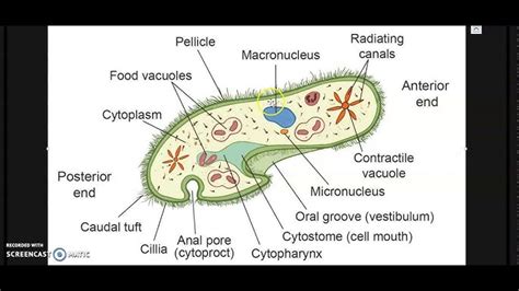 Trichonympha Diagram