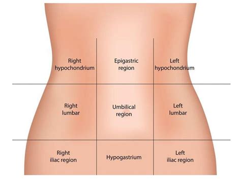 34 Facts About Hypochondrium