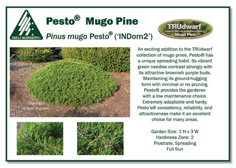 Pinus Mugo Pesto® Indom2 Iseli Nursery