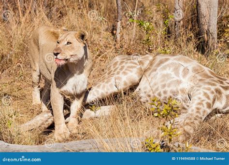 African Lion Eating A Giraffe In A South African Game Reserve Stock