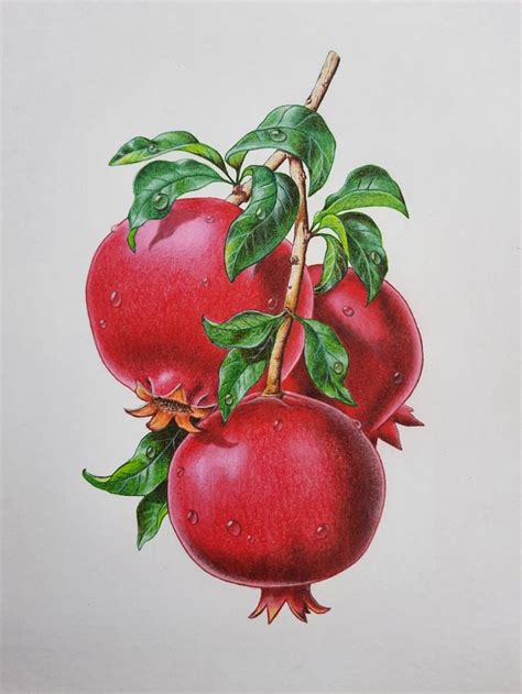 Pomegranate Drawing Realistic Pencil