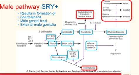 15 Sex Development Disorders Flashcards Quizlet