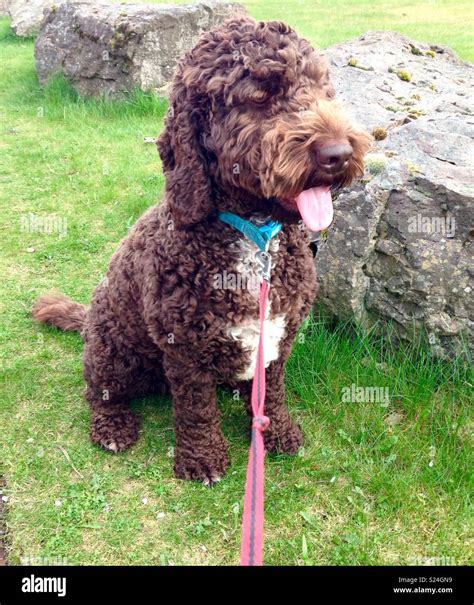 Cockapoo Au Chocolat Adulte