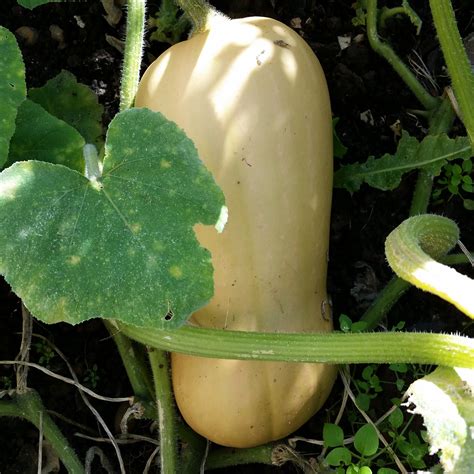 Кабачок Хьюго Фото — Картинки фотографии