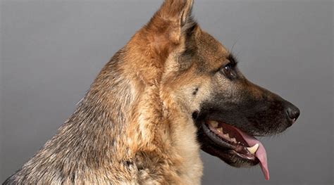 German Shepherd Ears Training German Shepherds A Realistic Honest