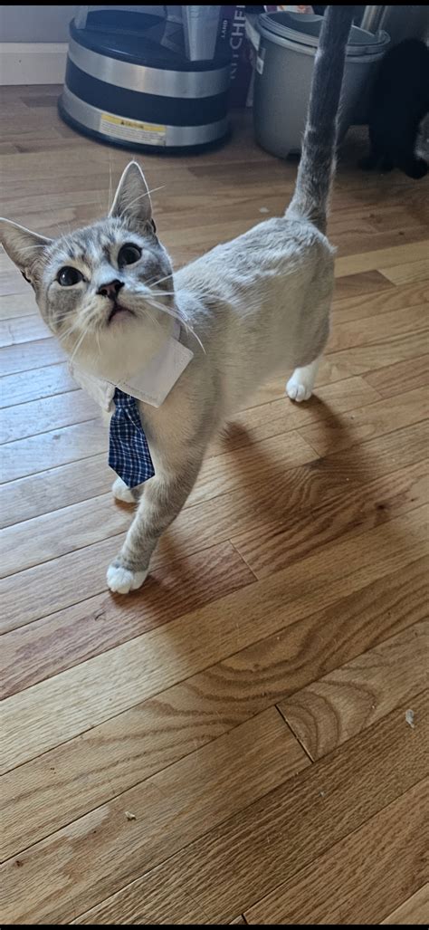 Sinatra Album On Imgur