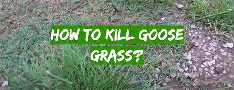 How To Kill Goose Grass Grass Killer