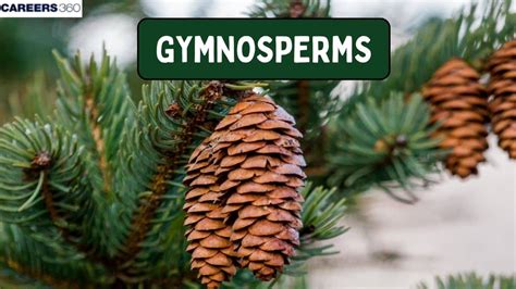 Gymnosperms Definition Meaning Examples Reproduction Plants Topics