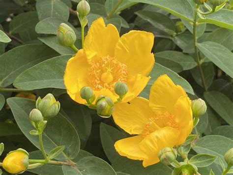 Shrubby St Johns Wort Hypericum Forrestii