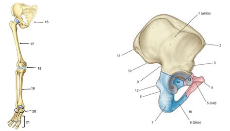 Diagrama Para Osso Do Quadril Quizlet