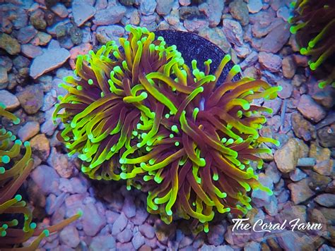 Dragon Soul Gold Torch Coral Frags Buy Online