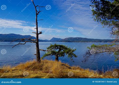 A Tree And A Snag On A Golden Grass Covered Bluff Overlooking Salt