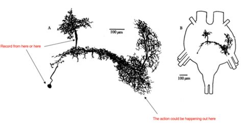 Lecture 11 Central Pattern Generators Flashcards Quizlet