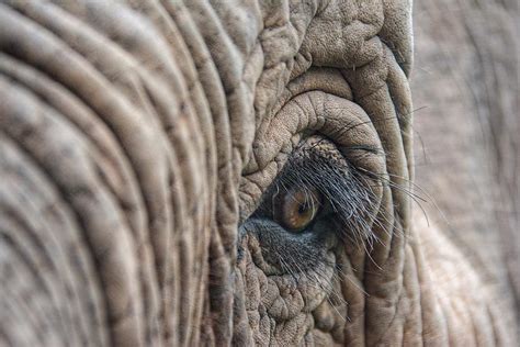 Elephant Eye Photograph By Sandra Whitlock Baker
