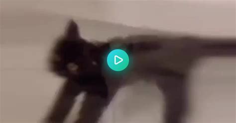 Da Dumpo Album On Imgur