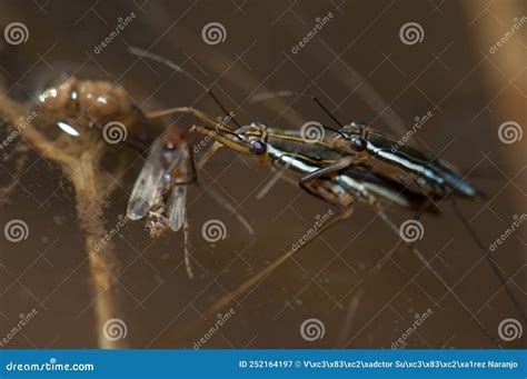 Copulation Of Aquatic Hemiptera While The Female Feeding On A Insect