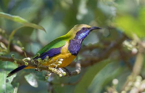 Chim Hỏa Tiễn Ngoại Hình Tập Tính Thức ăn Và Cách Nuôi