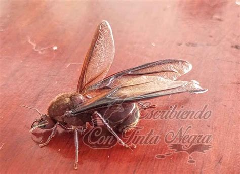 Fiebre De Chicatanas En Huatusco Escribiendo Con Tinta Negra