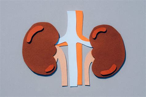 Infarctus Rénal Causes Symptômes Et Traitement