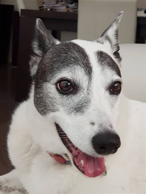 Our Dog Has White Eyebrows People On The Street Often Point Them Out