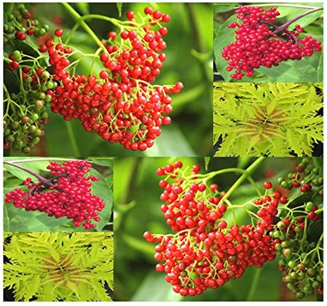 7 Top Elderberry Varieties To Grow In Your Backyard Gardeners Path