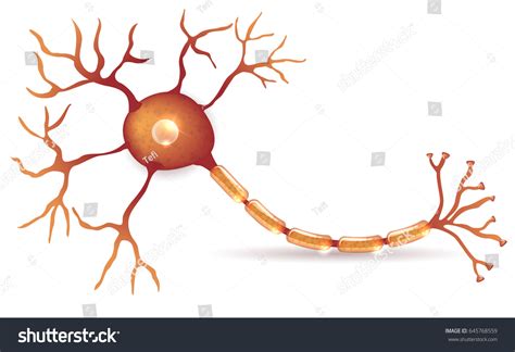 Human Nerve Cell