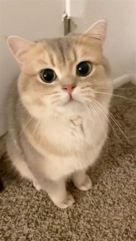 Meowified On Instagram Meow 😹 📽 From 臭咪cash🤪 Dy Kittencuteness