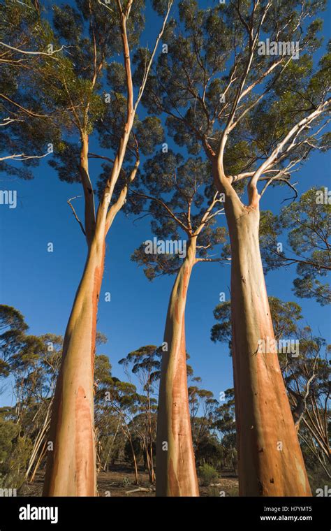 Gimlet Gum Eucalyptus Salubris Trees Western Australia Australia