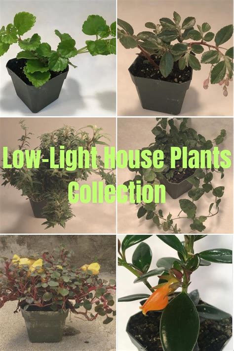 Low Light House Plants Collection 6 Potted Plants Ships Potted Save