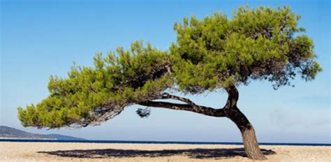 Tree And Leaf Quiz Quiz Trivia