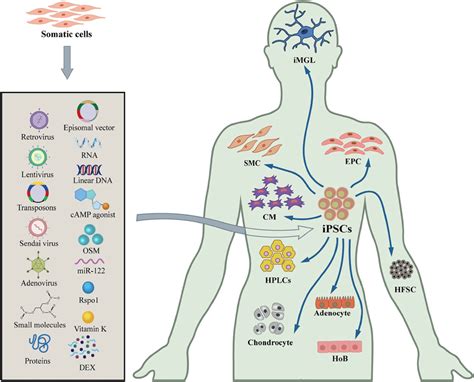 Methods Of Generating Induced Pluripotent Stem Cells And Their