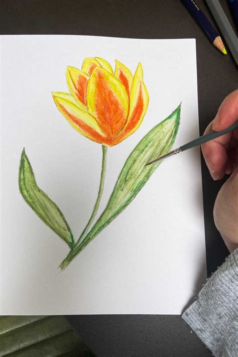 Easy How To Draw Tulips Step By Step Guide With Watercolors Picture Box Blue
