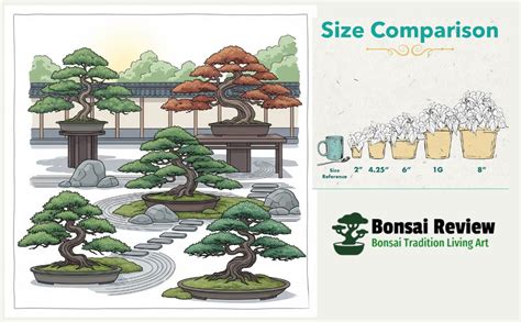 Traditional Bonsai Pots Usa Materials Shapes And Care Tips